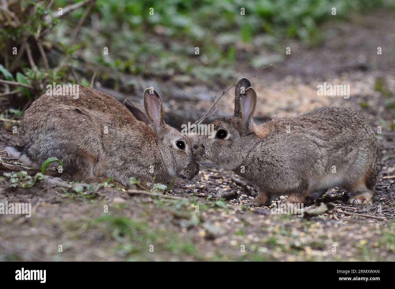 Oryctloagus cuniculus hi-res stock photography and images - Alamy