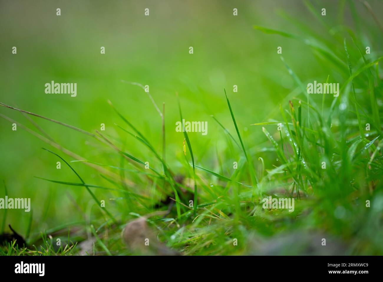 long native grasses on a regenerative agricultural farm. pasture in a ...