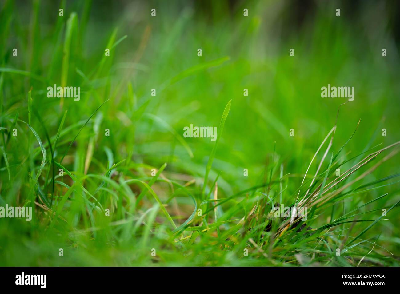 long native grasses on a regenerative agricultural farm. pasture in a ...