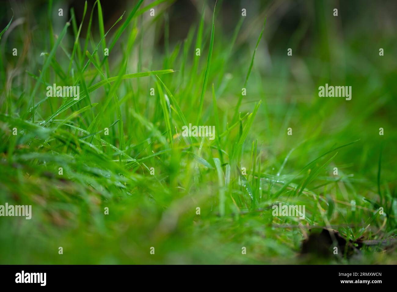long native grasses on a regenerative agricultural farm. pasture in a ...