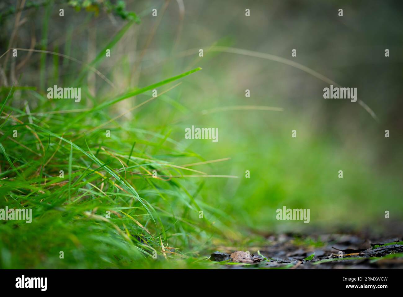 long native grasses on a regenerative agricultural farm. pasture in a ...