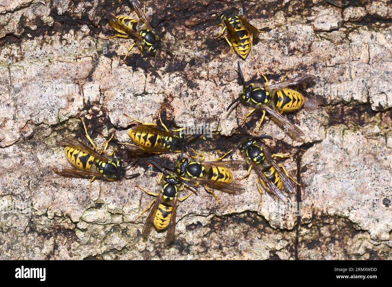 active worker common wasps vespula vulgaris Stock Photo - Alamy