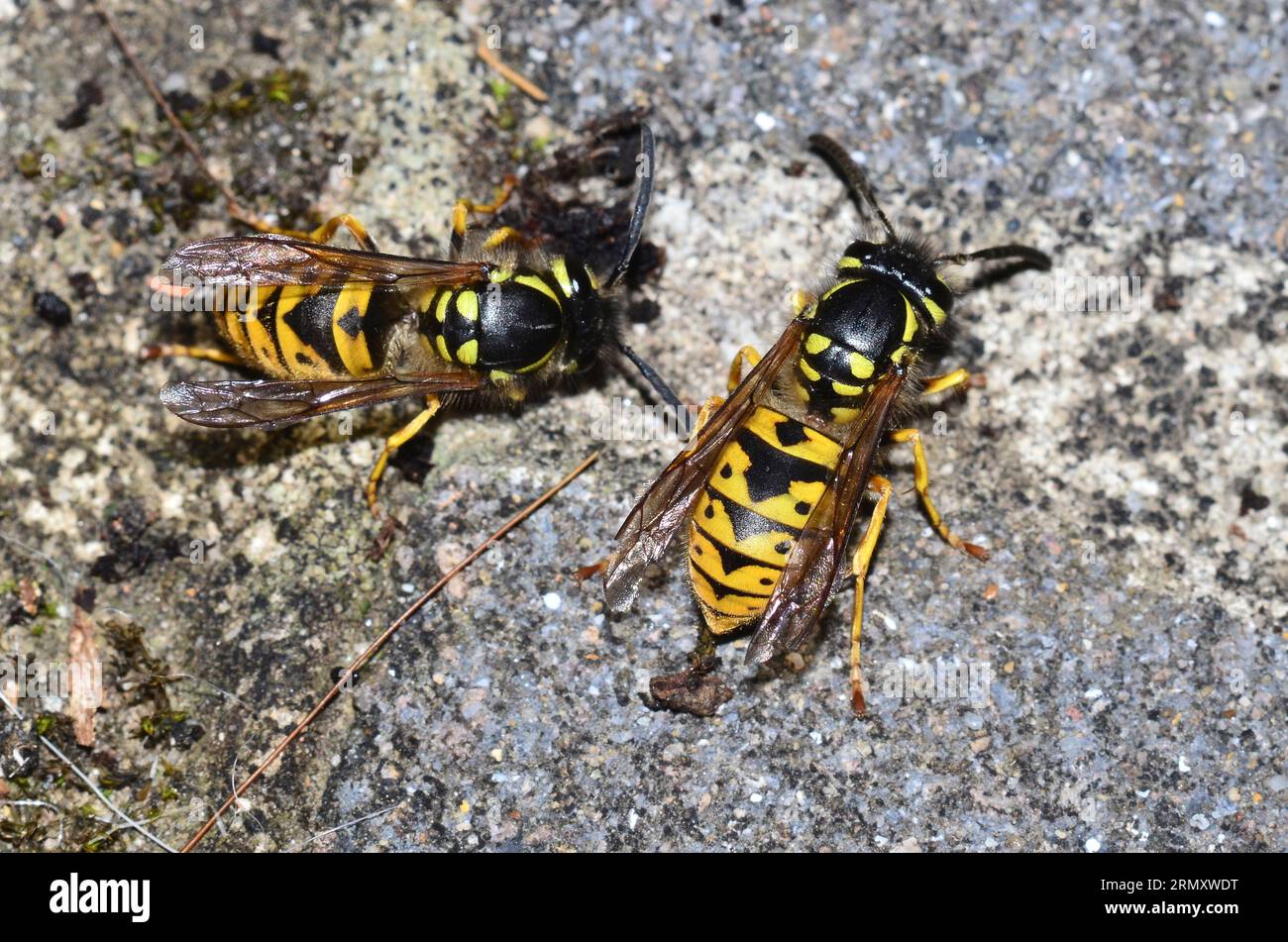 active worker common wasps vespula vulgaris Stock Photo - Alamy