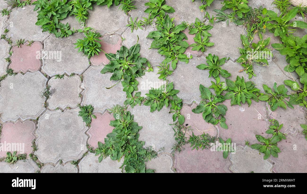 Slab pavement on the grass hi-res stock photography and images - Alamy