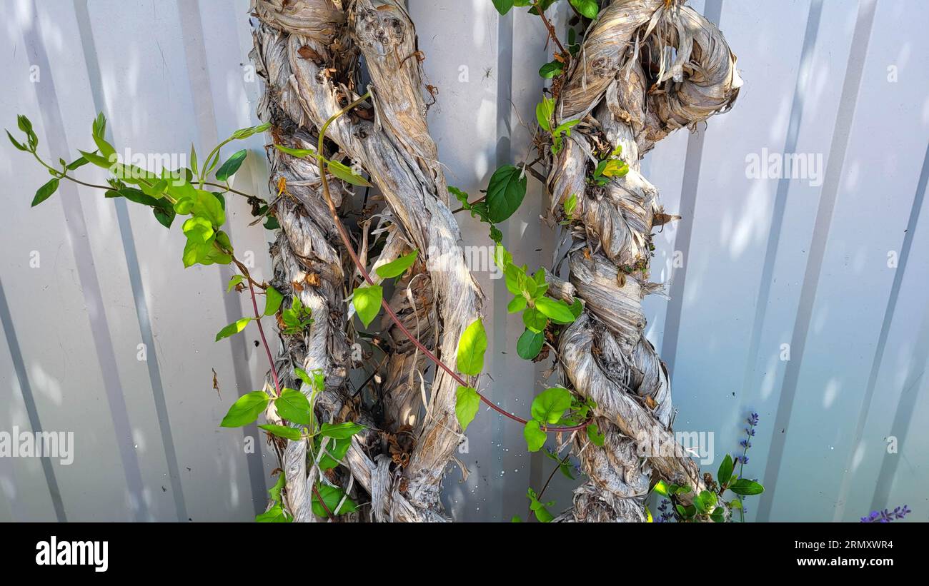 Trunks intertwined hi-res stock photography and images - Alamy