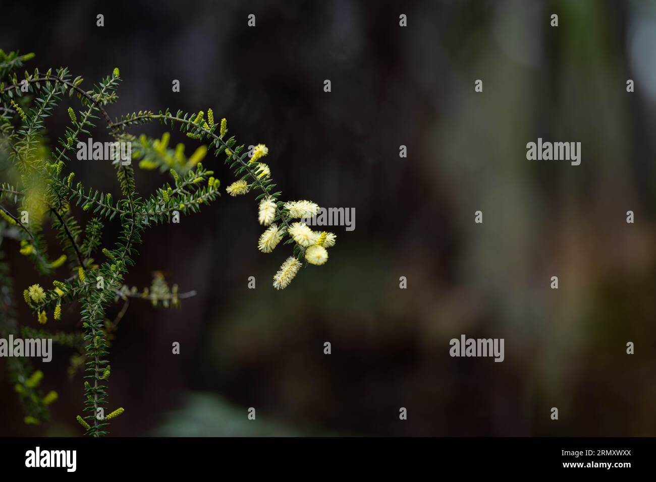 native australian plants with yellow flowers in spring Stock Photo - Alamy
