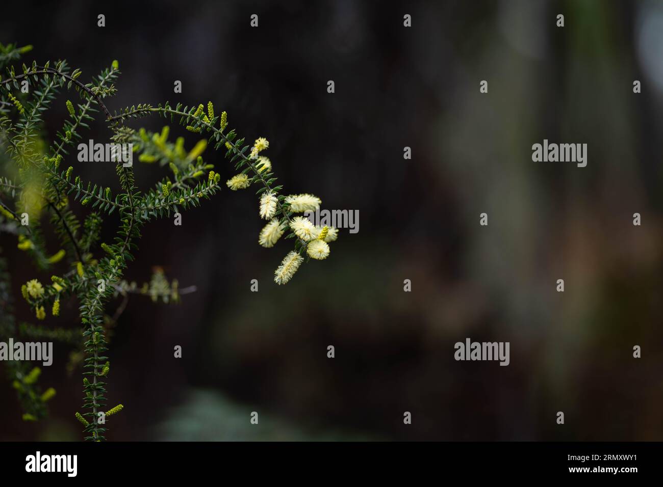native australian plants with yellow flowers in spring Stock Photo - Alamy