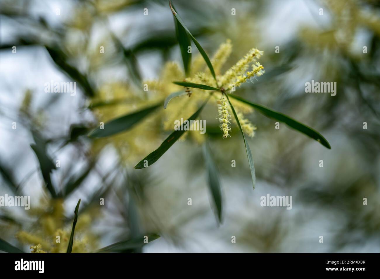 native australian plants with yellow flowers in spring Stock Photo - Alamy