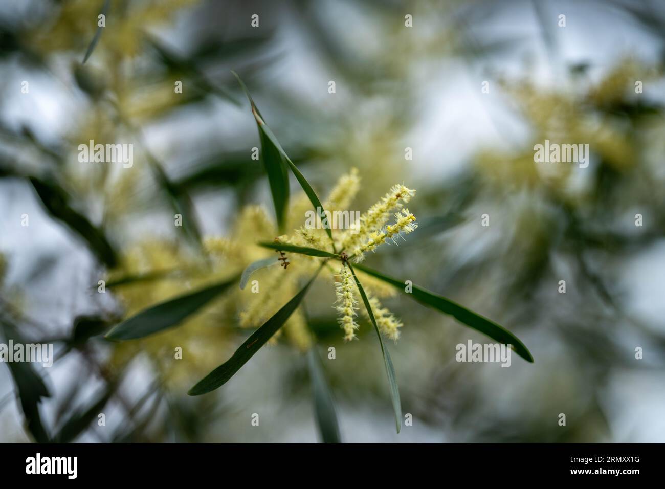 native australian plants with yellow flowers in spring Stock Photo - Alamy
