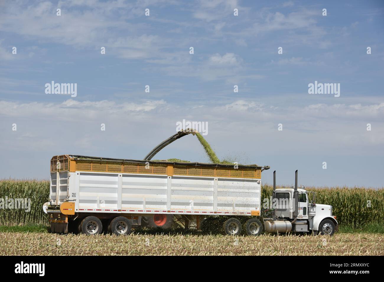 Buckeye, AZ. USA. CLAAS JAGUAR 980 harvester & CRANE TRACTOR harvesting ...