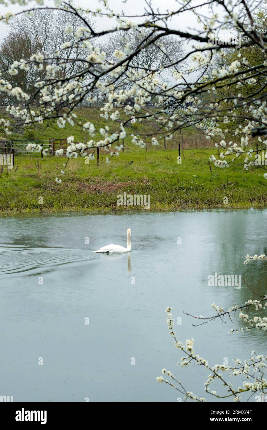 Swan swim on the nene river Stock Photo - Alamy