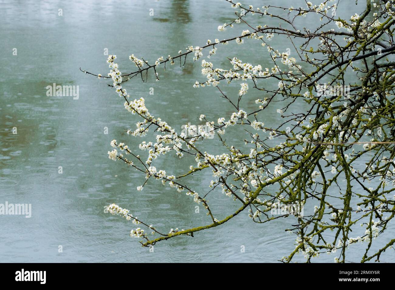 Close up blossom tree at Nene River Stock Photo - Alamy