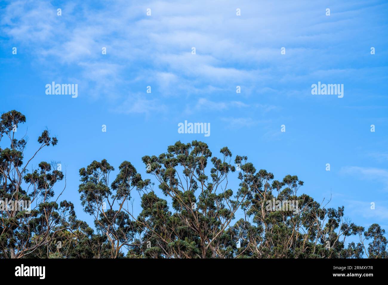 native gum tree growing in a forest in a national park in australia in ...