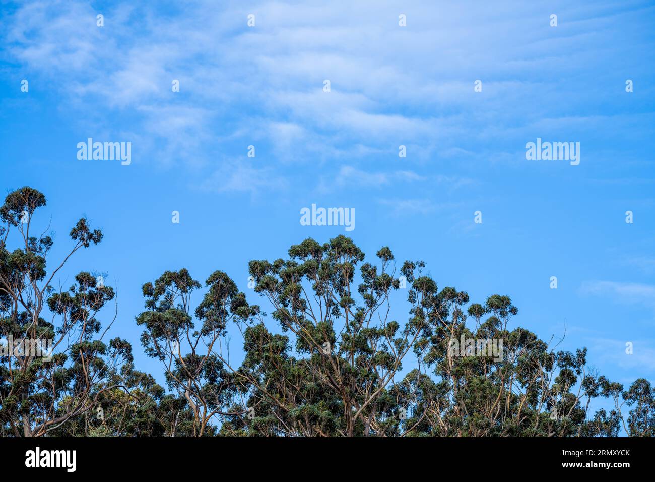 native gum tree growing in a forest in a national park in australia in ...