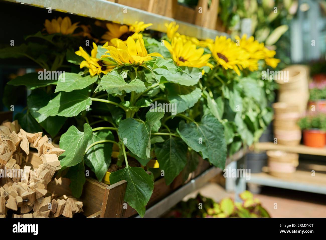 Sunflowers growing in pots hi-res stock photography and images - Alamy