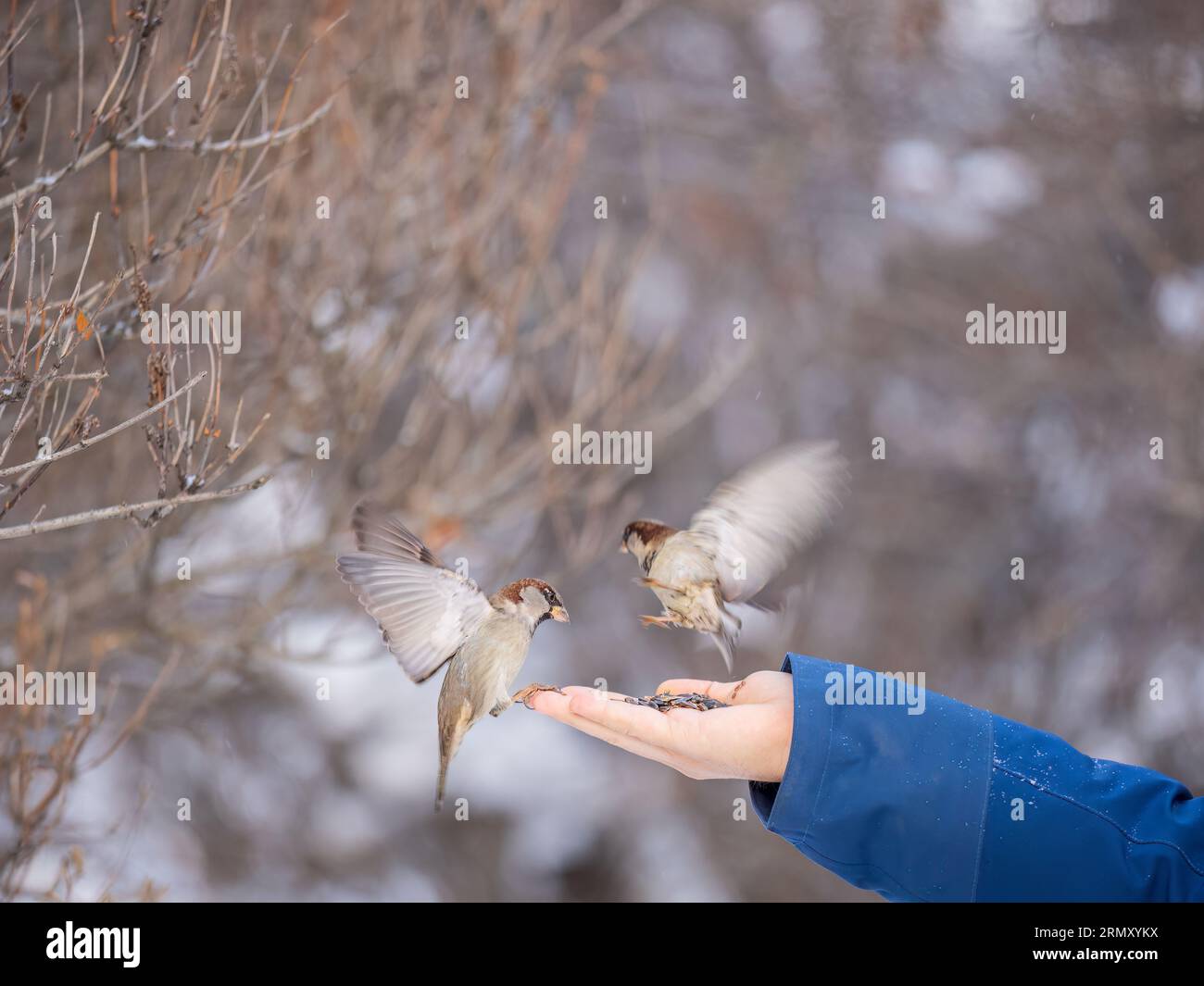Sparrow eats seeds from a man's hand. A Sparrow bird sitting on the ...