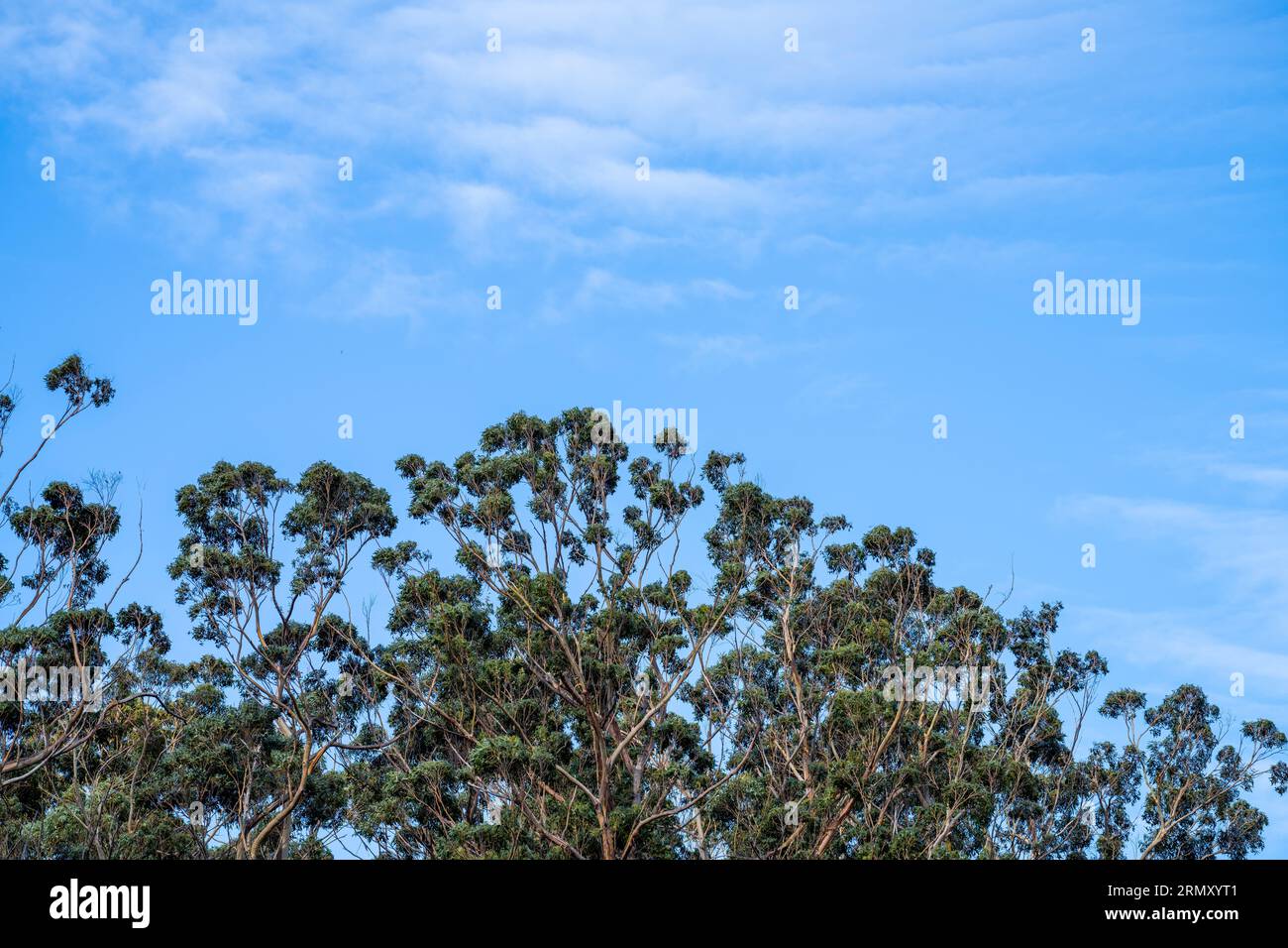 native gum tree growing in a forest in a national park in australia in ...