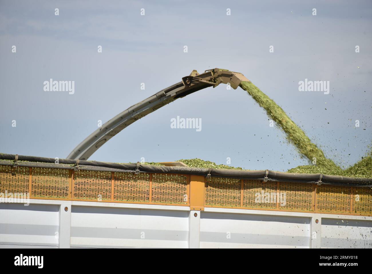 Buckeye az harvesting dairy cattle forage hi-res stock photography and ...