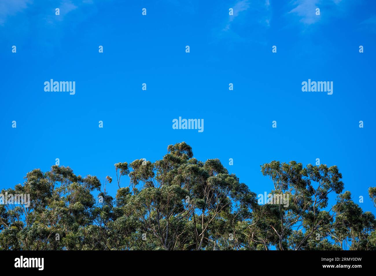native gum tree growing in a forest in a national park in australia in ...