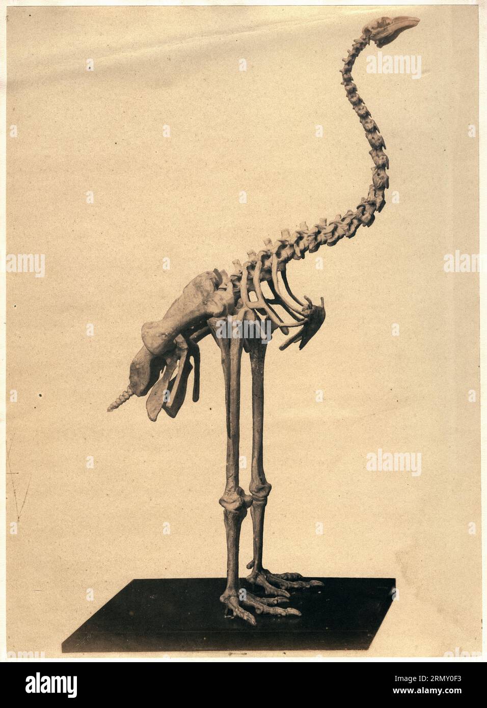 Palapteryx Ingens Skeleton, 1862, by Dr Gustav Jager Stock Photo - Alamy