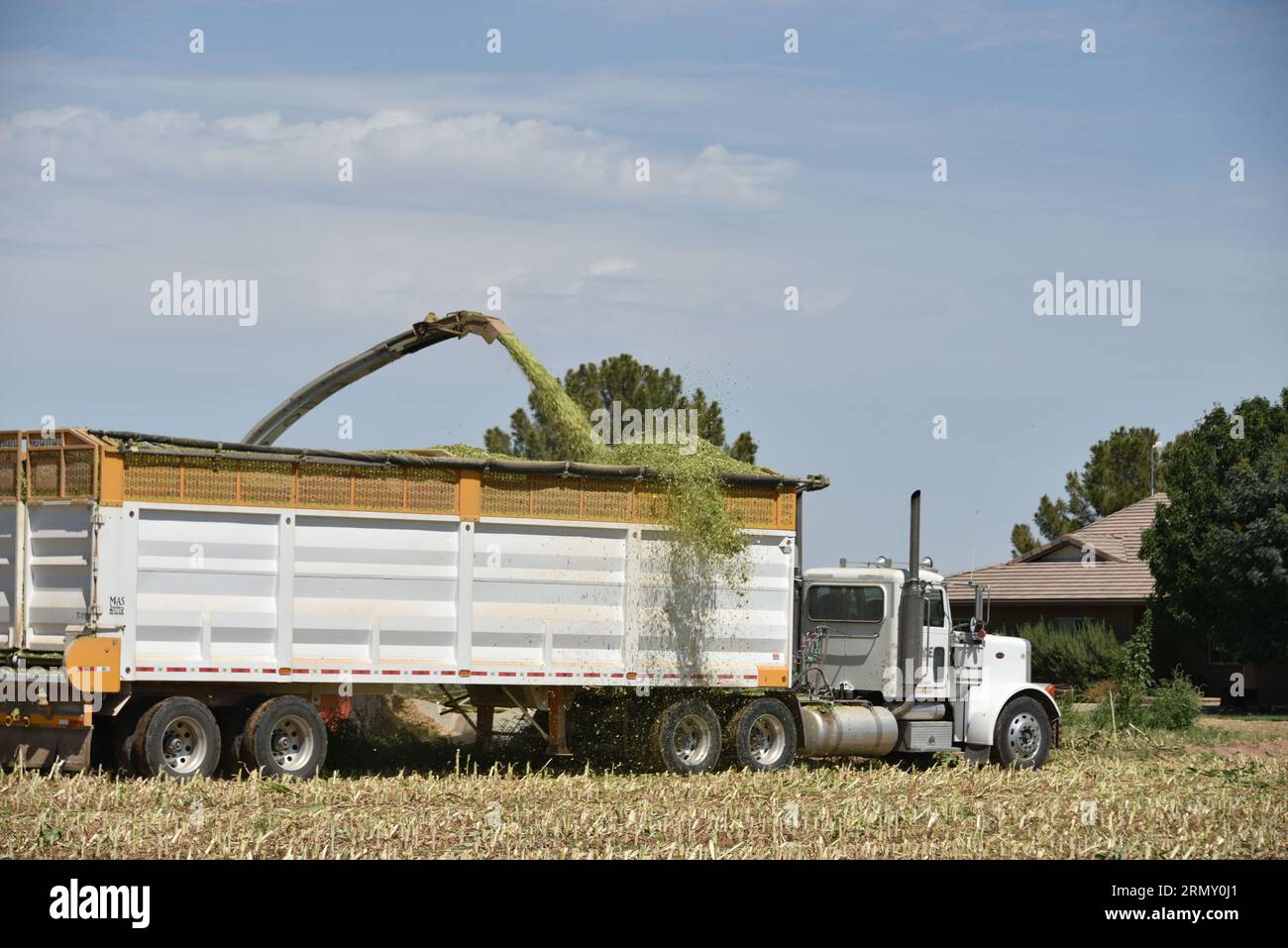 Buckeye, AZ. USA. CLAAS JAGUAR 980 harvester & CRANE TRACTOR harvesting ...