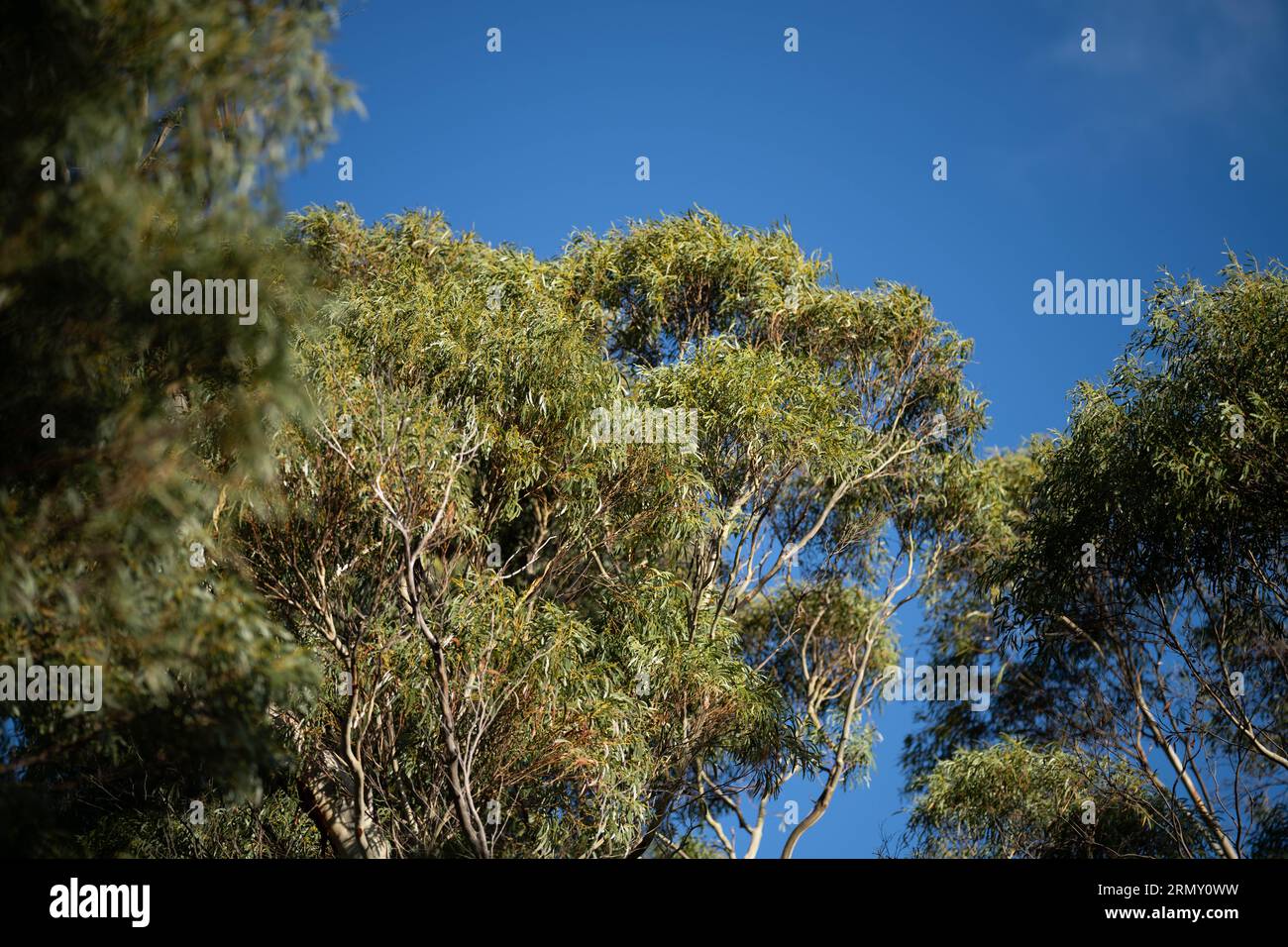 native gum tree growing in a forest in a national park in australia in ...