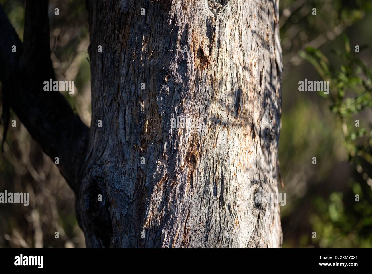 native gum tree growing in a forest in a national park in australia in ...