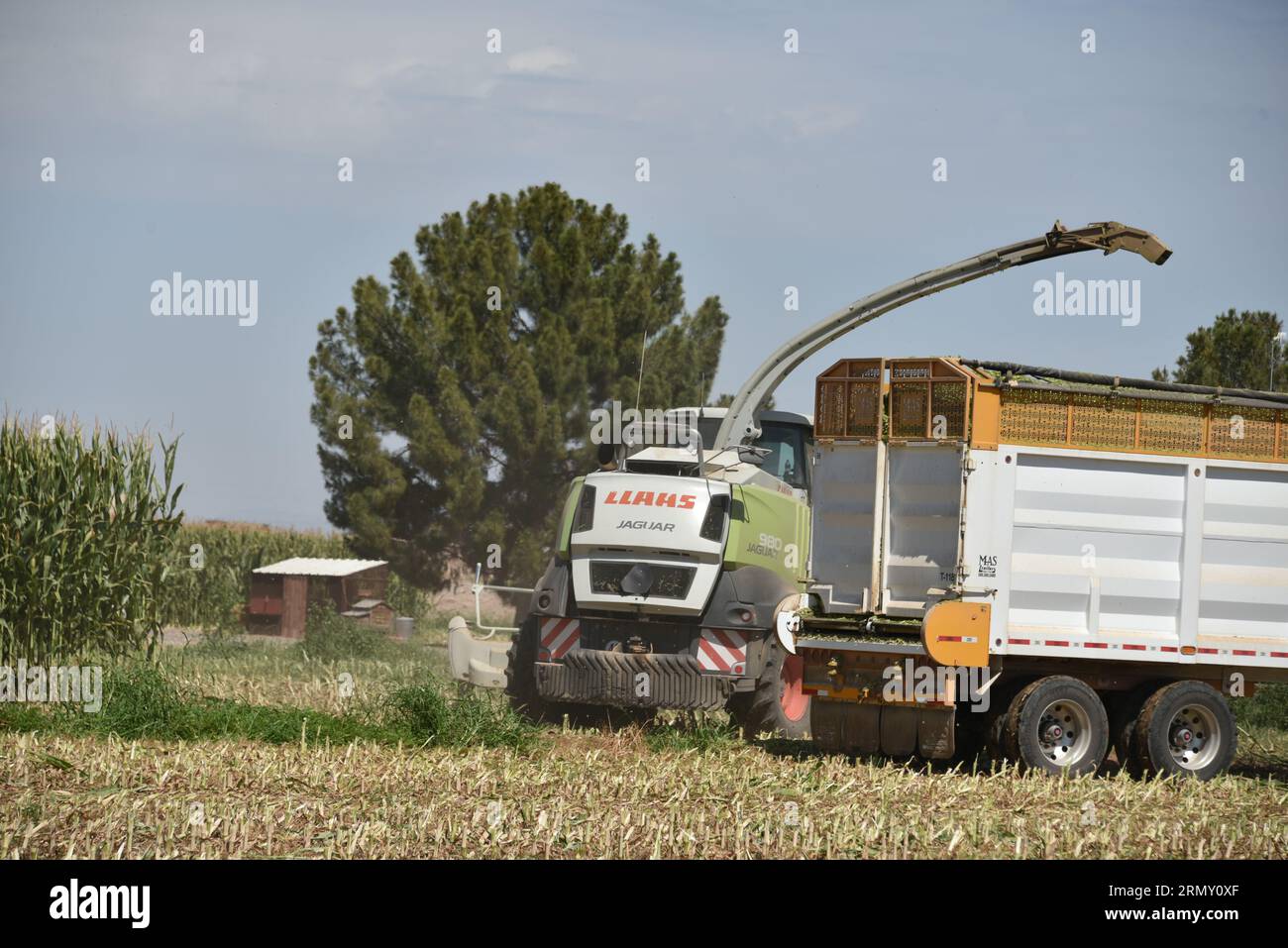 Buckeye, AZ. USA. CLAAS JAGUAR 980 harvester & CRANE TRACTOR harvesting ...