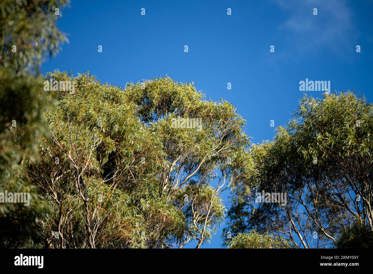 native gum tree growing in a forest in a national park in australia in ...