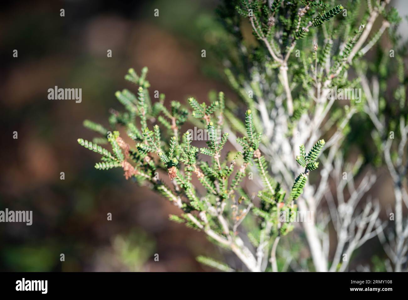 native gum tree growing in a forest in a national park in australia in ...