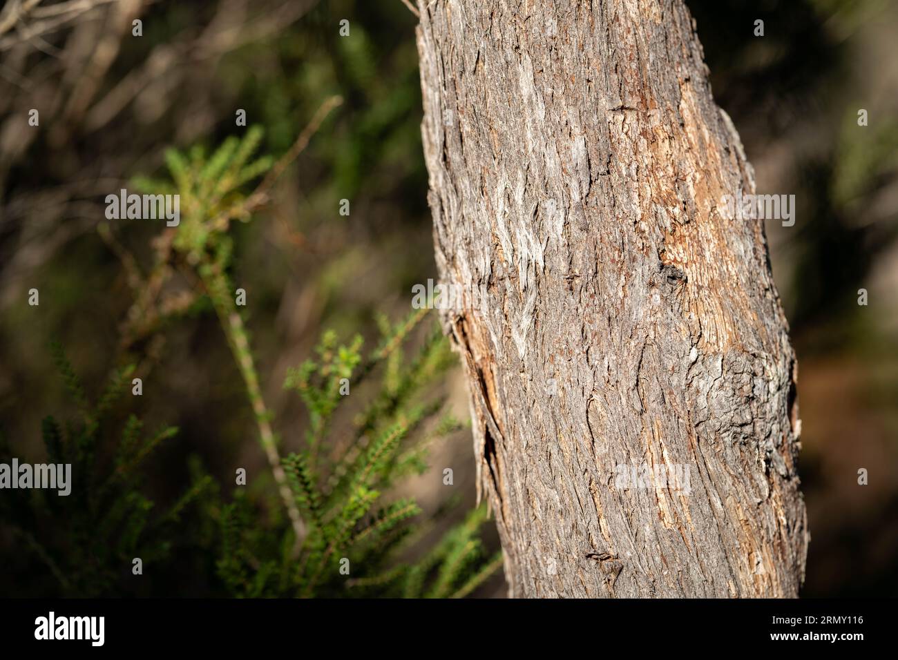 native gum tree growing in a forest in a national park in australia in ...