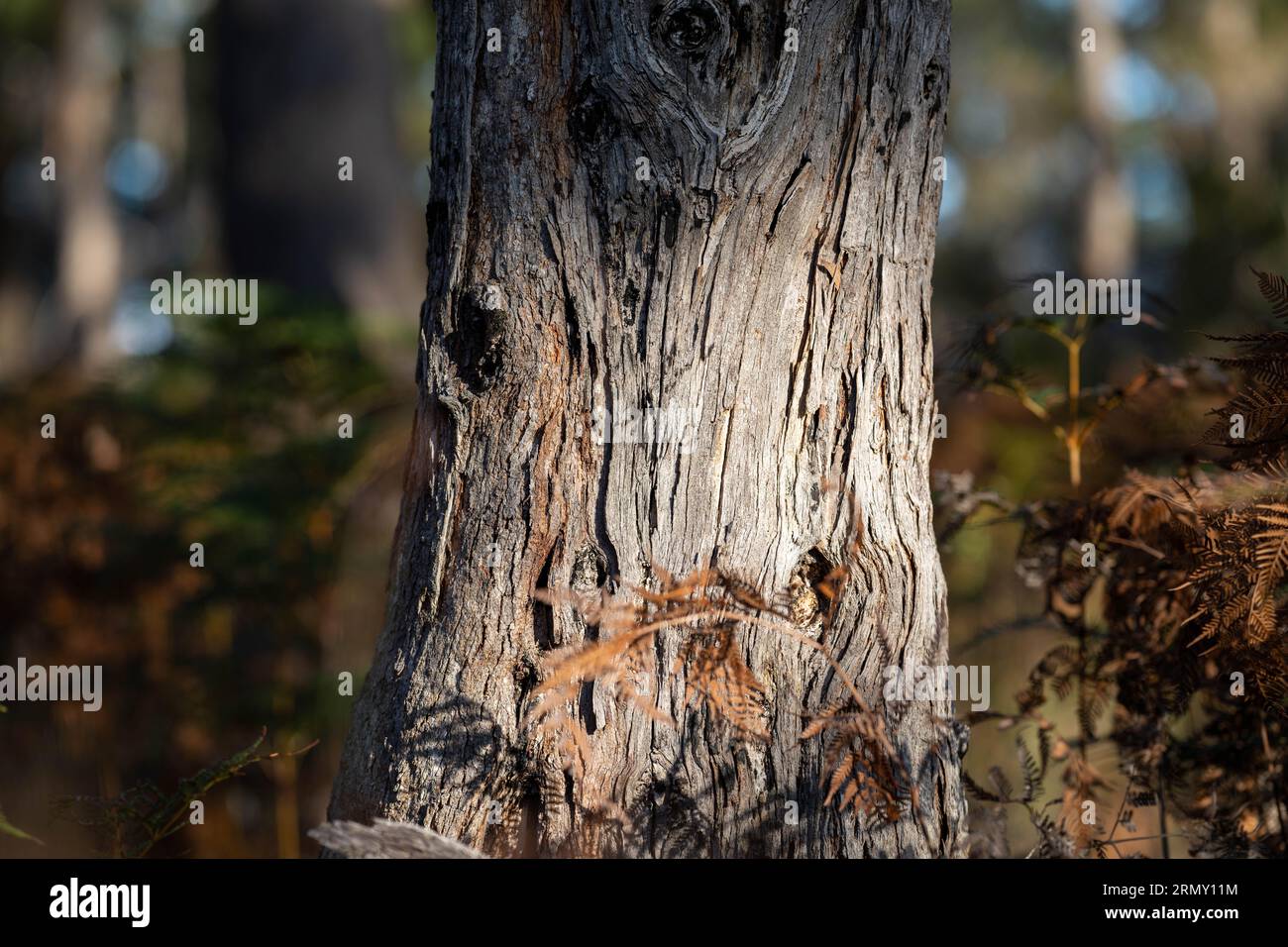 native gum tree growing in a forest in a national park in australia in ...