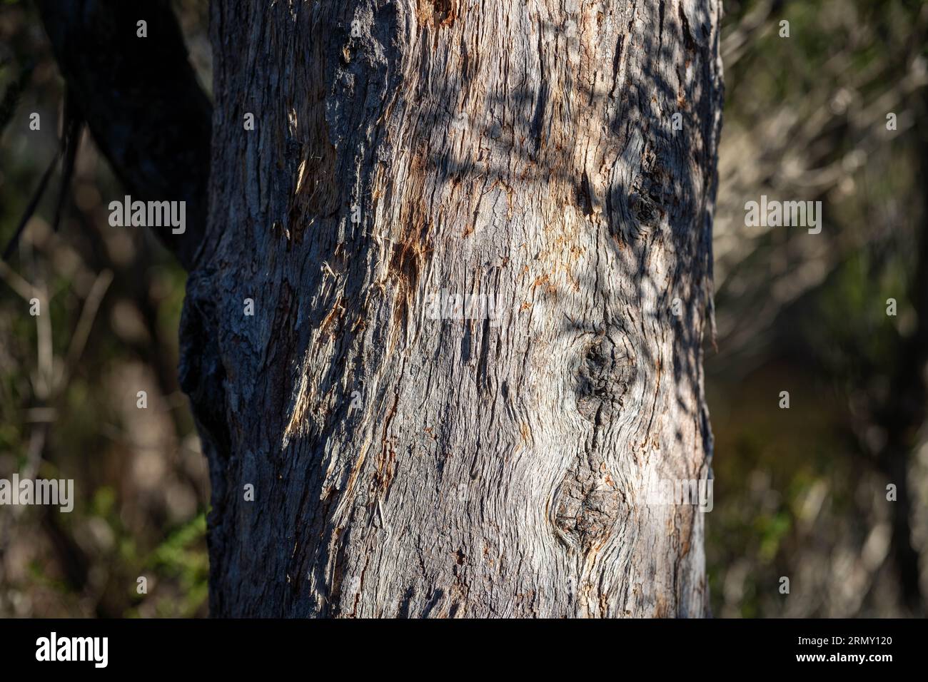 native gum tree growing in a forest in a national park in australia in ...