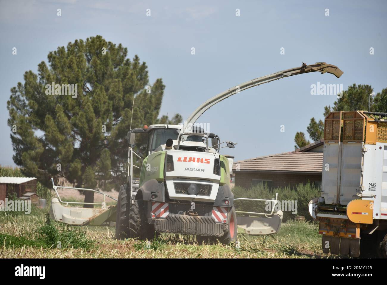 Buckeye, AZ. USA. CLAAS JAGUAR 980 harvester & CRANE TRACTOR harvesting ...