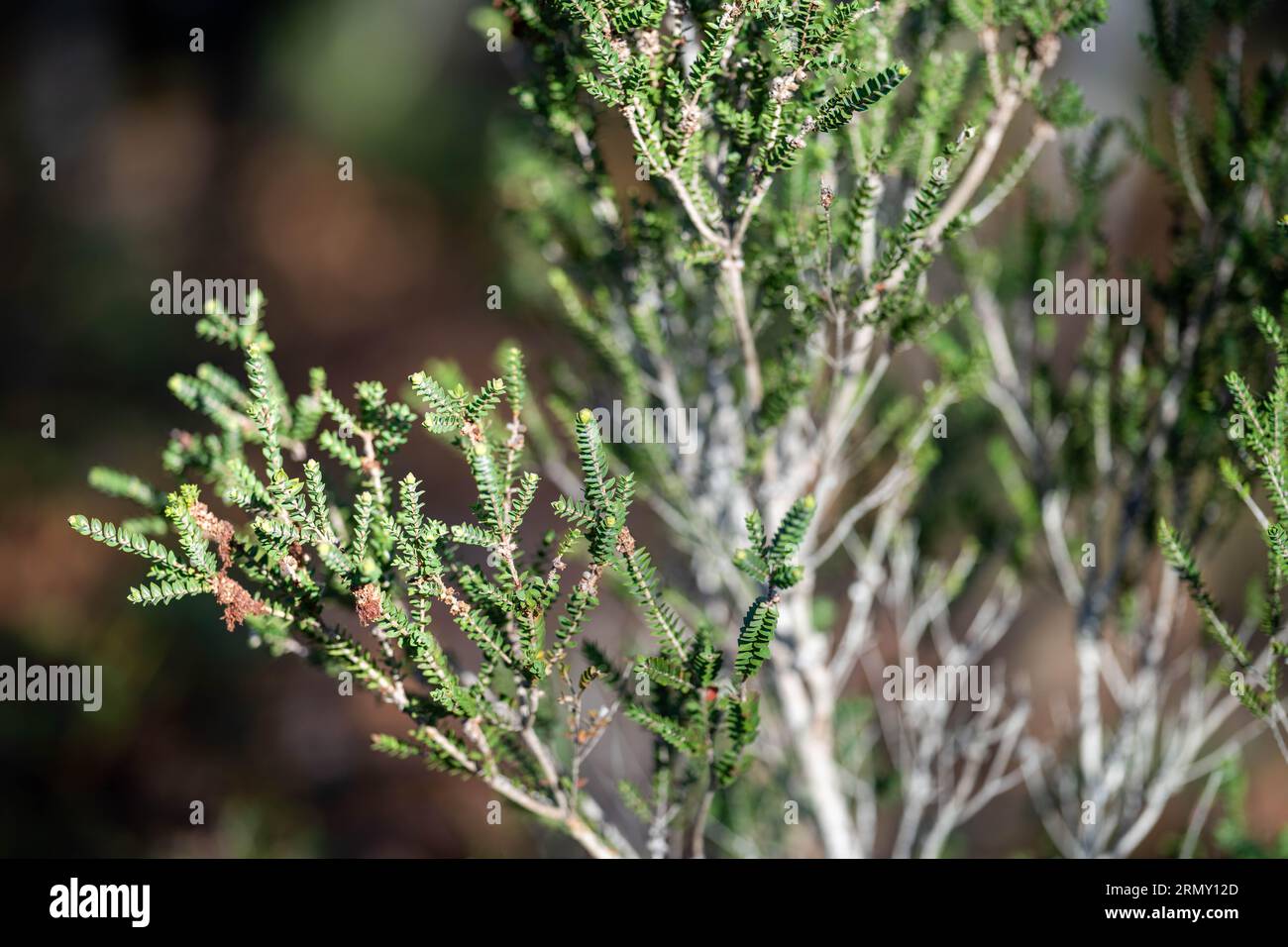 native gum tree growing in a forest in a national park in australia in ...