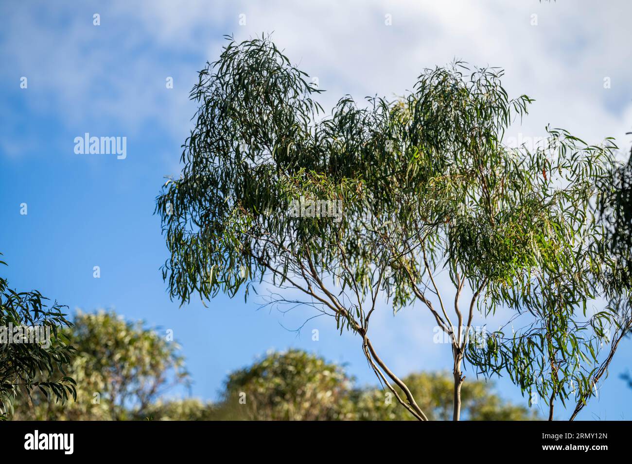 native gum tree growing in a forest in a national park in australia in ...