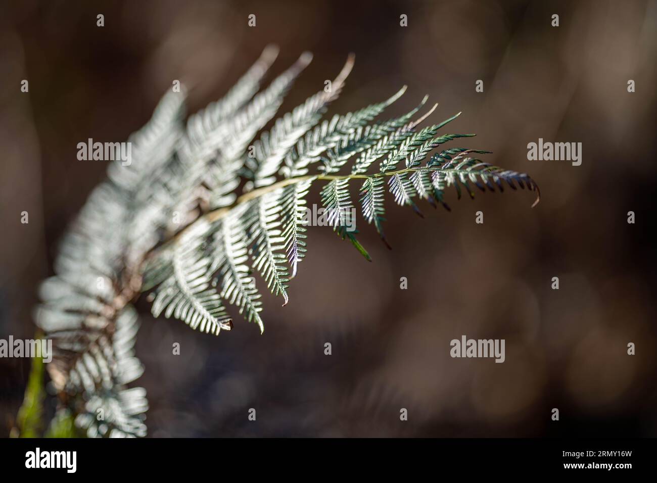 Fern plant growing in the bush in the Forrest in the outback in ...