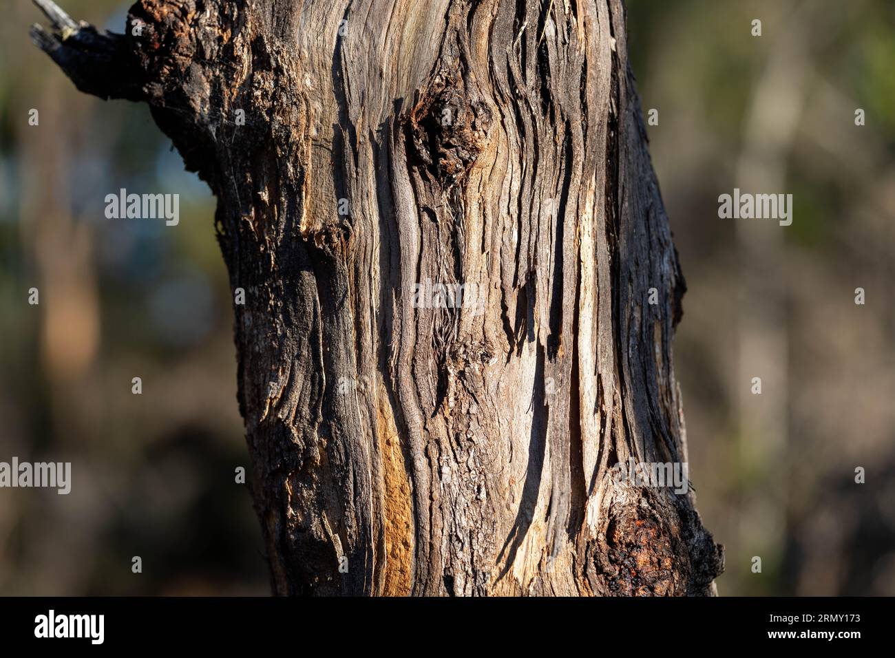 native gum tree growing in a forest in a national park in australia in ...