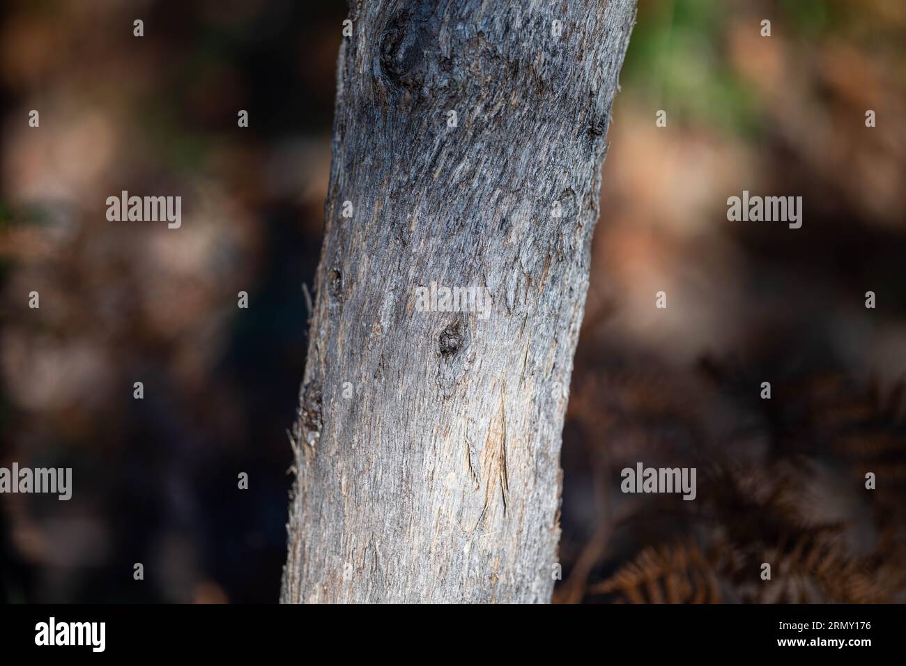 native gum tree growing in a forest in a national park in australia in ...