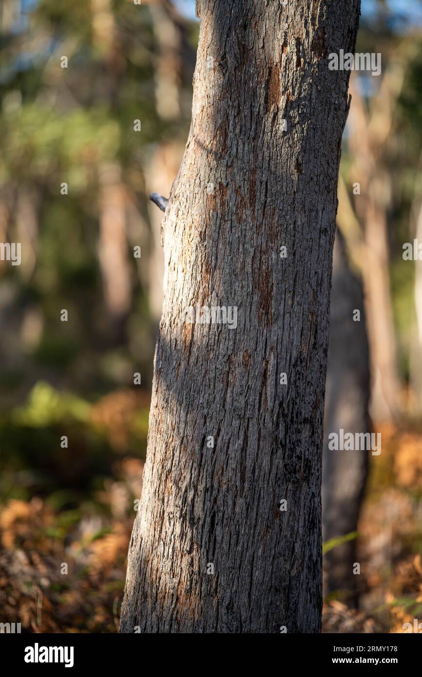 native gum tree growing in a forest in a national park in australia in ...