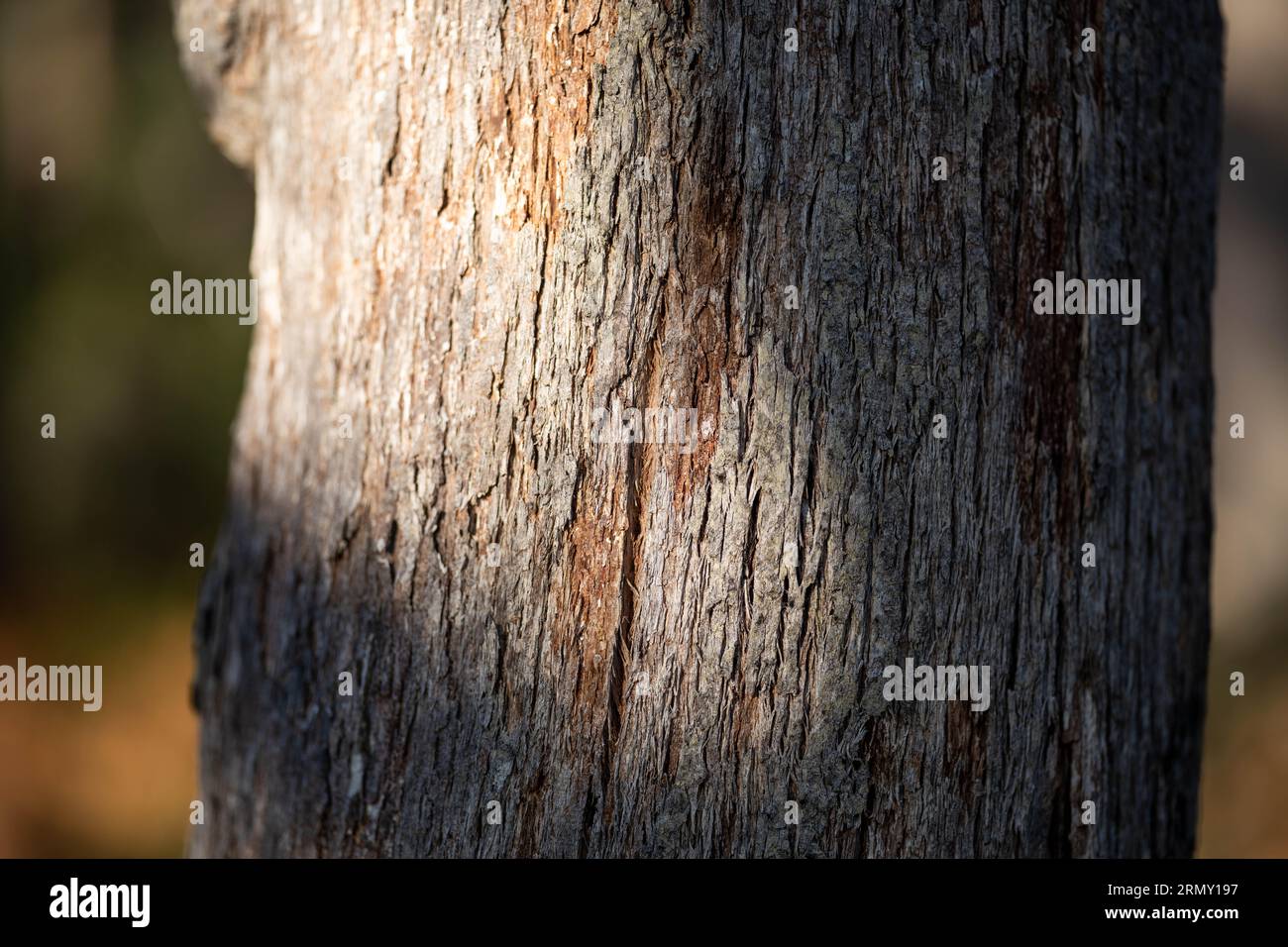 native gum tree growing in a forest in a national park in australia in ...