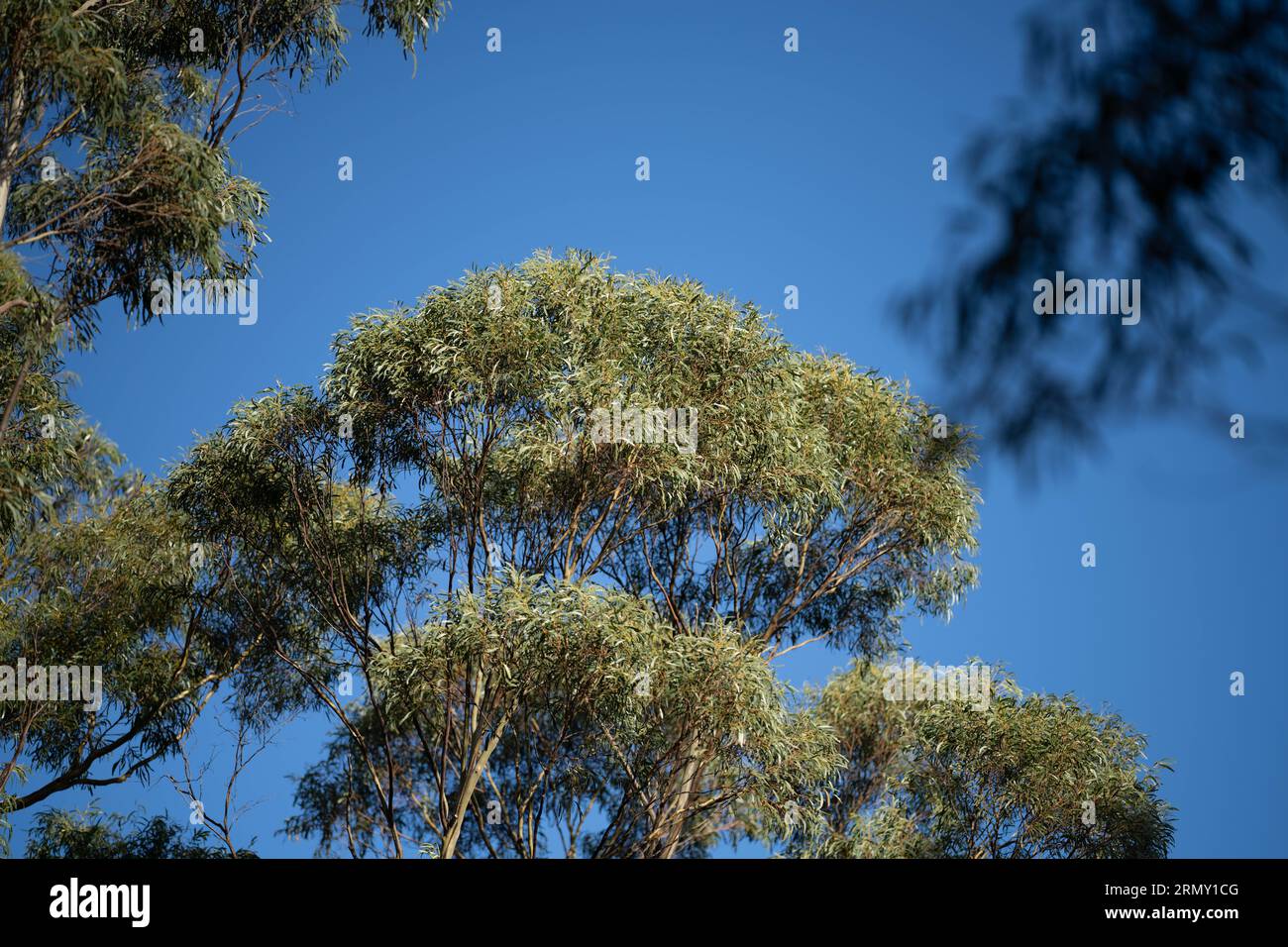 native gum tree growing in a forest in a national park in australia in ...