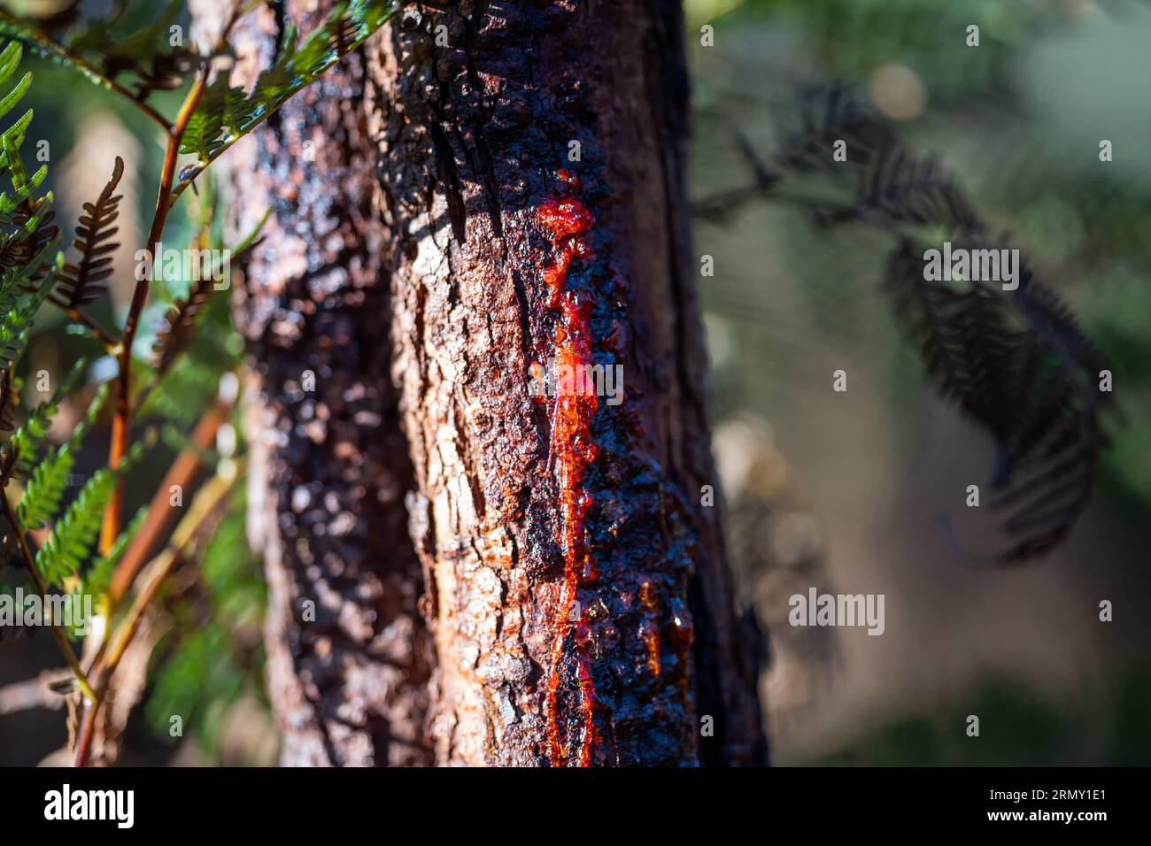 native gum tree growing in a forest in a national park in australia in ...