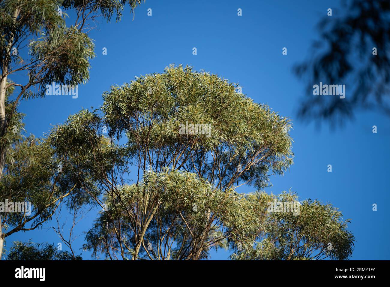 native gum tree growing in a forest in a national park in australia in ...