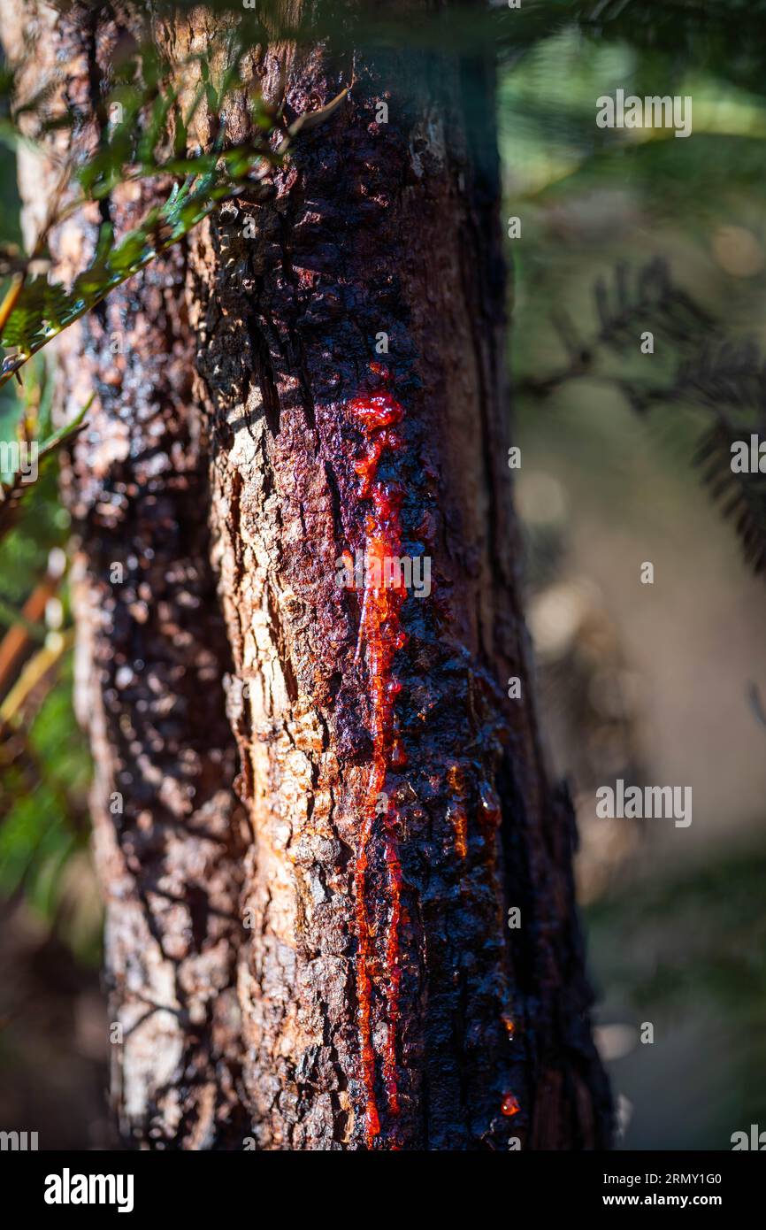 native gum tree growing in a forest in a national park in australia in ...
