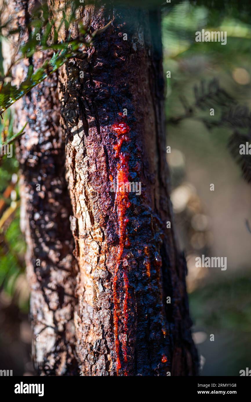 native gum tree growing in a forest in a national park in australia in ...