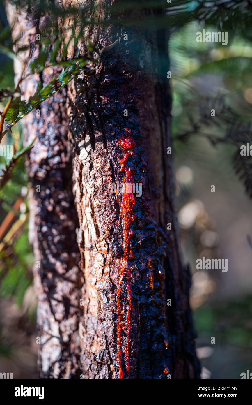 native gum tree growing in a forest in a national park in australia in ...