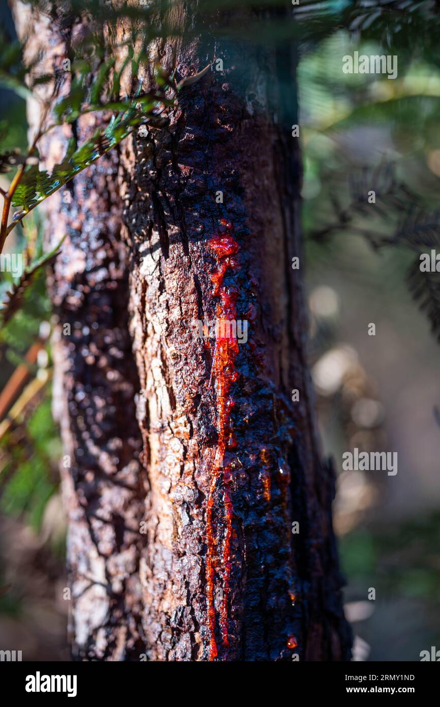 native gum tree growing in a forest in a national park in australia in ...