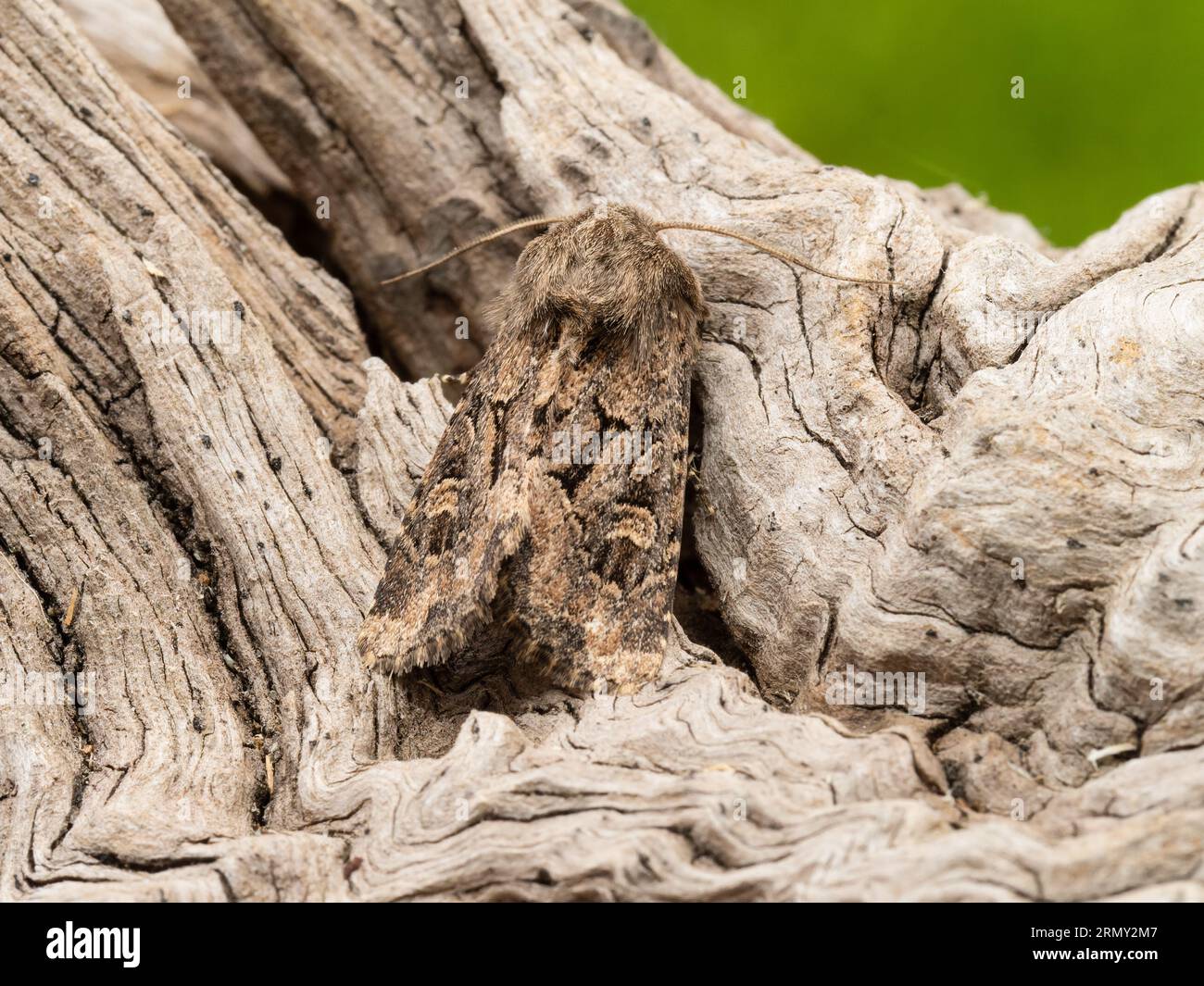 Luperina testacea, the flounced rustic moth, resting on a rotting tree ...