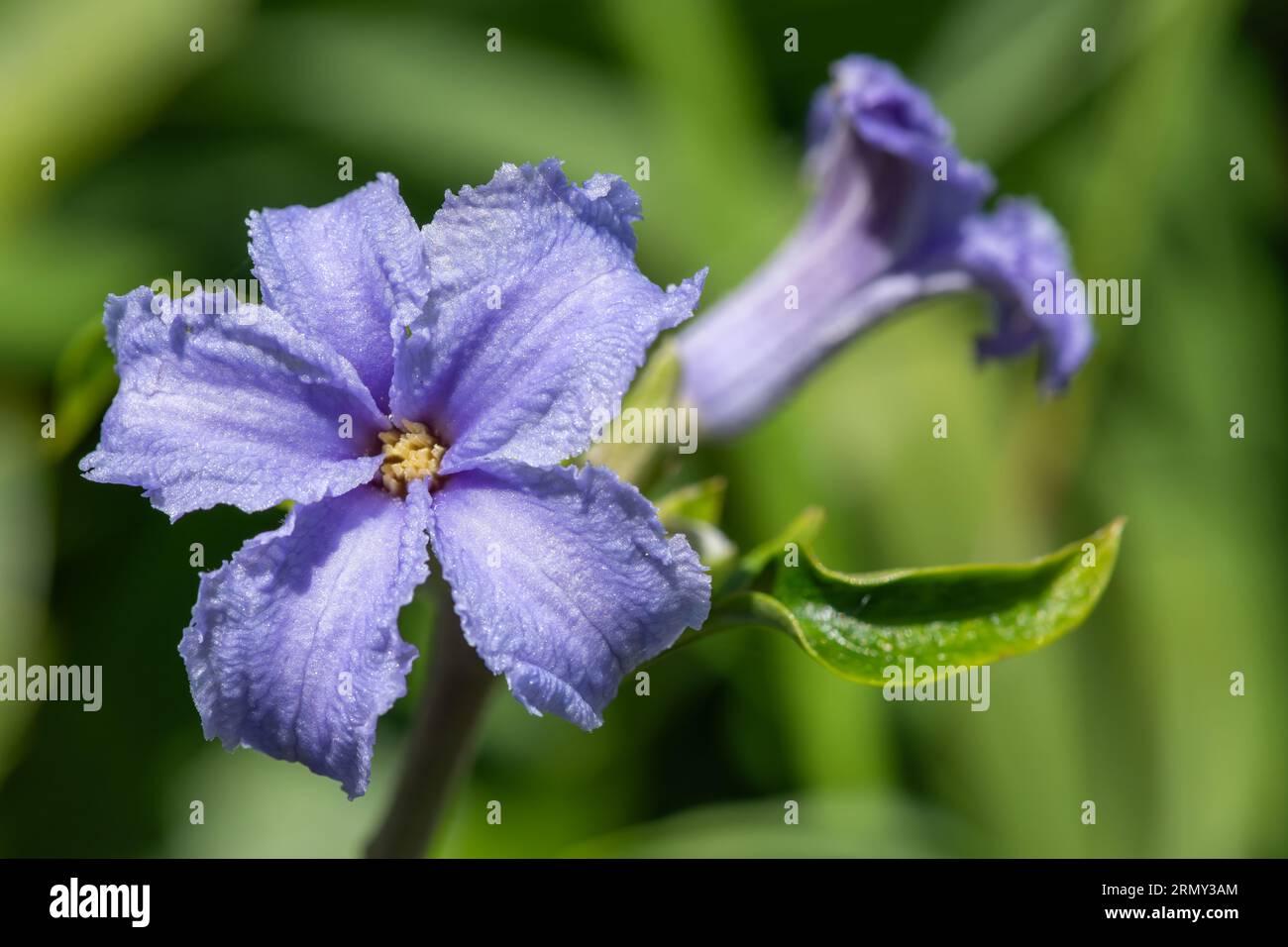 Close up of tube clematis (clematis heracleifolia) flowers in bloom ...
